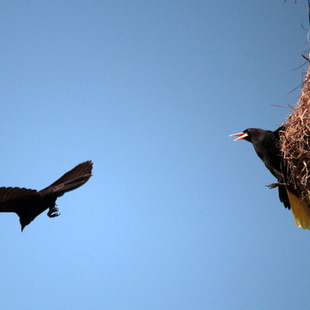 japu (Psarocolius decumanus) | WikiAves - A Enciclopédia das Aves do Brasil