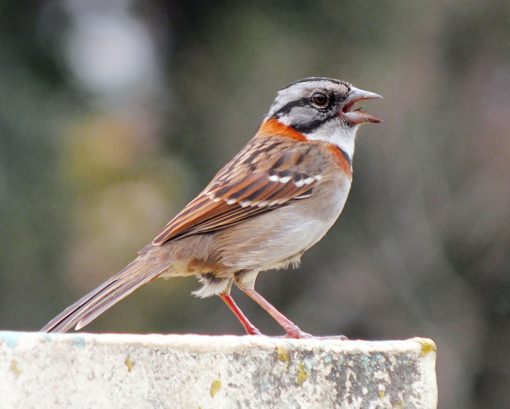 Foto tico-tico (Zonotrichia capensis) Por Rodrigo Goes | Wiki Aves - A ...