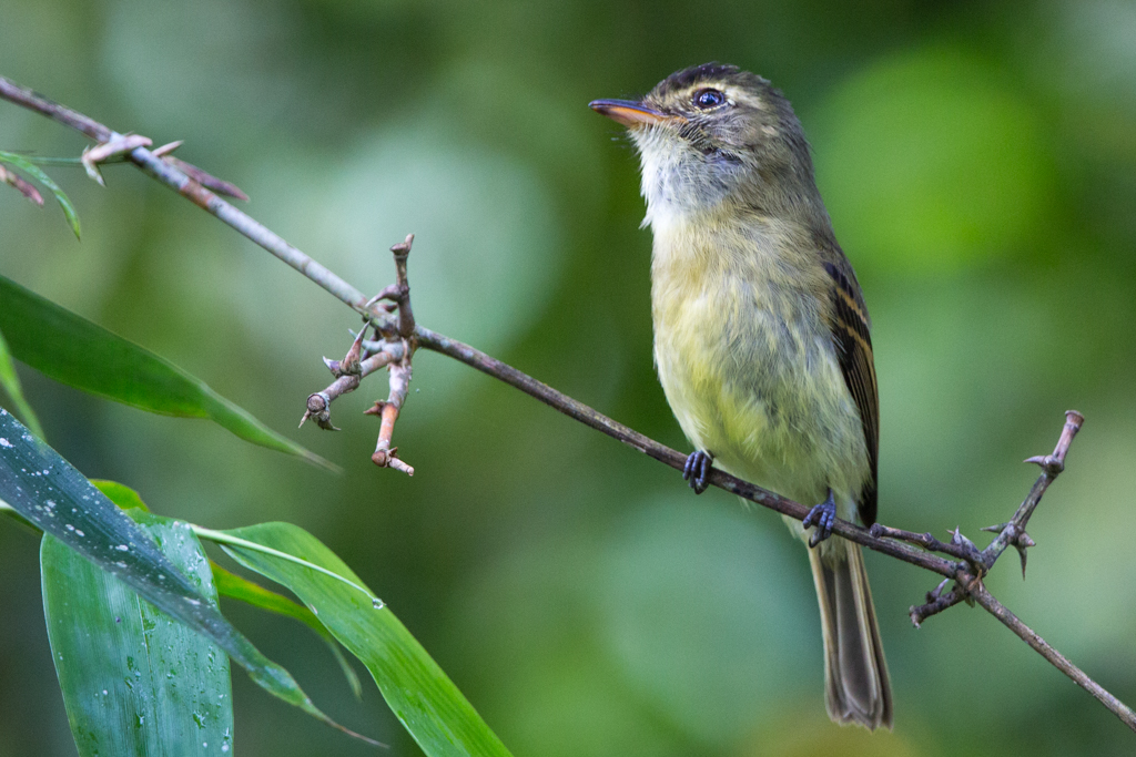 Foto maria-cabeçuda (Ramphotrigon megacephalum) Por Vilson Wruck | Wiki ...