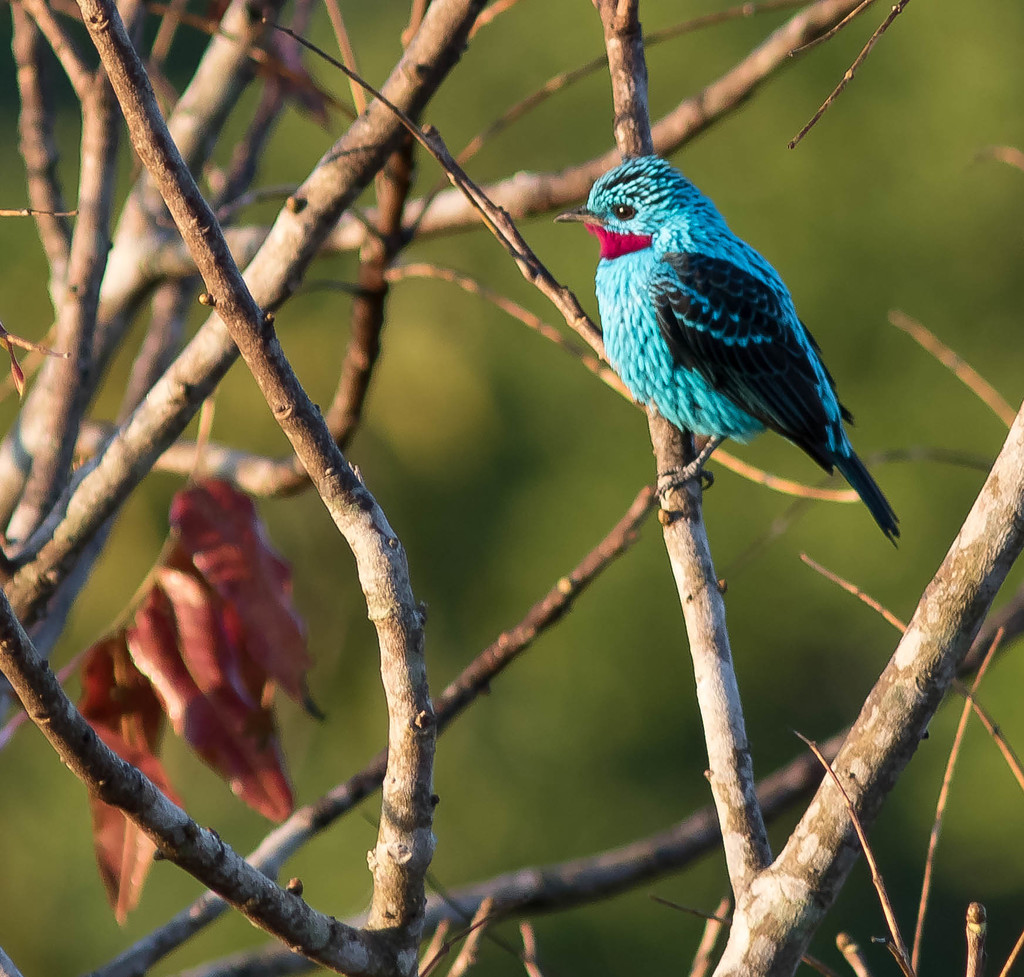 Foto anambé-azul (Cotinga cayana) Por Eduardo Fernandes 2 | Wiki Aves ...