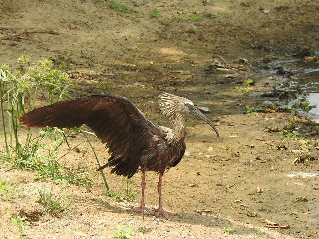 Foto curicaca-real (Theristicus caerulescens) Por Daniela Maia | Wiki ...