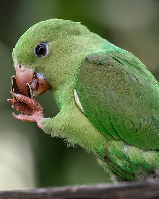 Foto periquito-rico (Brotogeris tirica) Por Luis Nadal | Wiki Aves - A ...