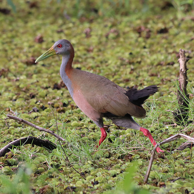 Foto saracuruçu (Aramides ypecaha) Por Alenilson Rodrigues | Wiki Aves ...