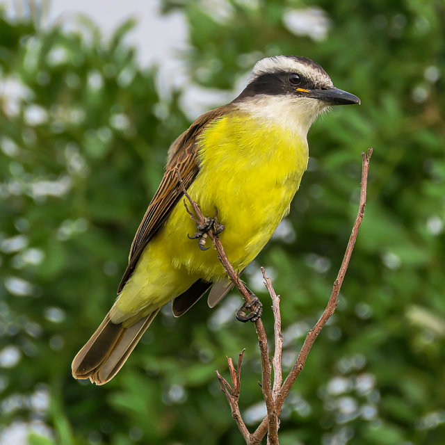 Foto bem-te-vi (Pitangus sulphuratus) Por Genival Carvalho | Wiki Aves - A Enciclopédia das Aves ...