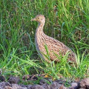 codorna-do-nordeste (Nothura boraquira) | WikiAves - A Enciclopédia das ...