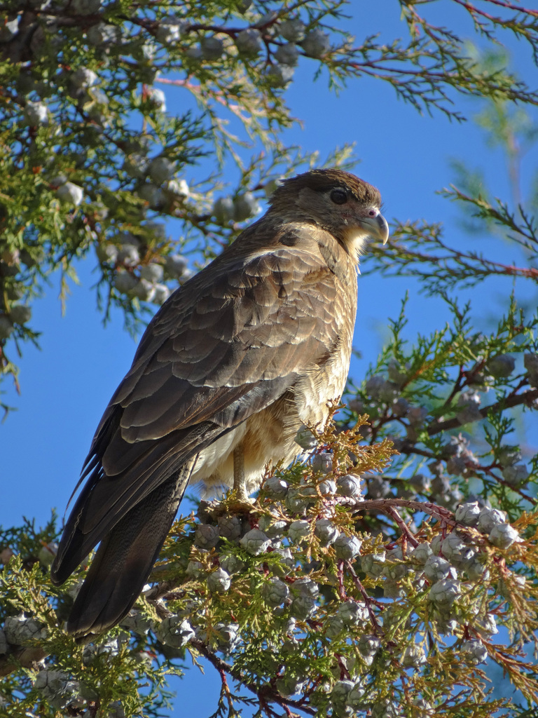Foto chimango (Milvago chimango) Por Aisse Gaertner | Wiki Aves - A ...