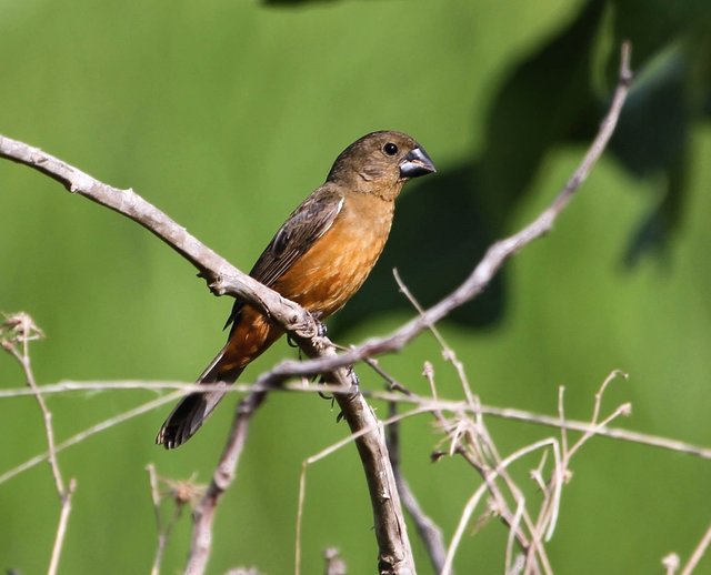 curió (Sporophila angolensis) | WikiAves - A Enciclopédia das Aves do ...