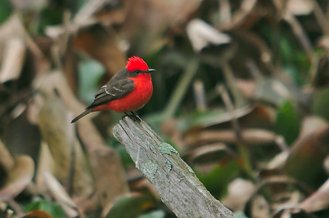 Foto príncipe (Pyrocephalus rubinus) Por André Corá | Wiki Aves - A ...