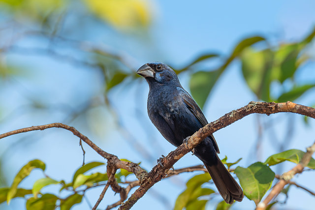 Foto azulão (Cyanoloxia brissonii) Por Marcelo Telles | Wiki Aves - A ...