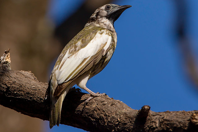 Foto araponga (Procnias nudicollis) Por Luis Nadal | Wiki Aves - A ...