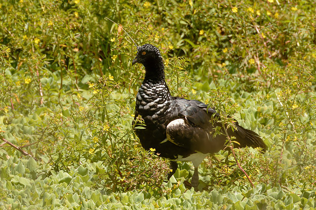 Foto anhuma (Anhima cornuta) Por Leonardo Casadei | Wiki Aves - A ...