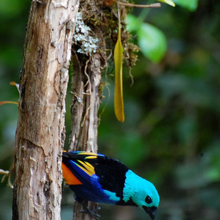 saíra-pintor (Tangara fastuosa) | WikiAves - A Enciclopédia das Aves do ...