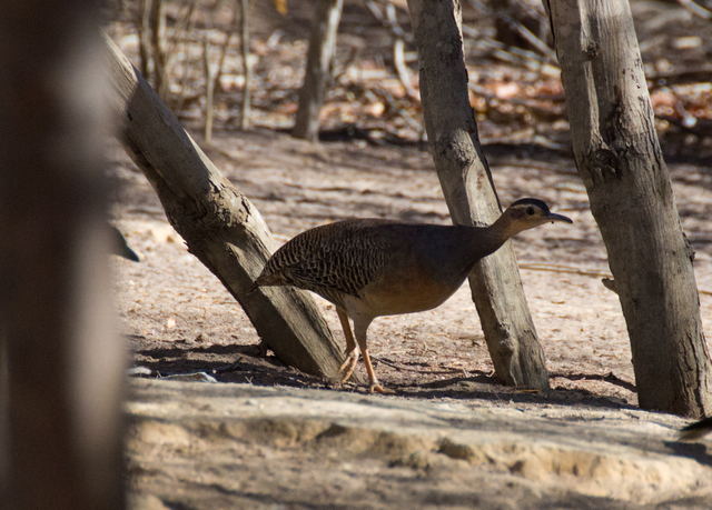 Foto zabelê (Crypturellus zabele) Por w_endo | Wiki Aves - A ...