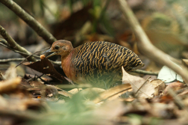 inhambu-carijó (Crypturellus brevirostris) | WikiAves - A Enciclopédia ...