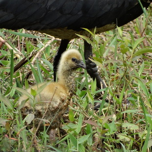 anhuma (Anhima cornuta) | WikiAves - A Enciclopédia das Aves do Brasil