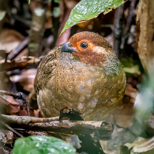 uru-corcovado (Odontophorus gujanensis) | WikiAves - A Enciclopédia das ...
