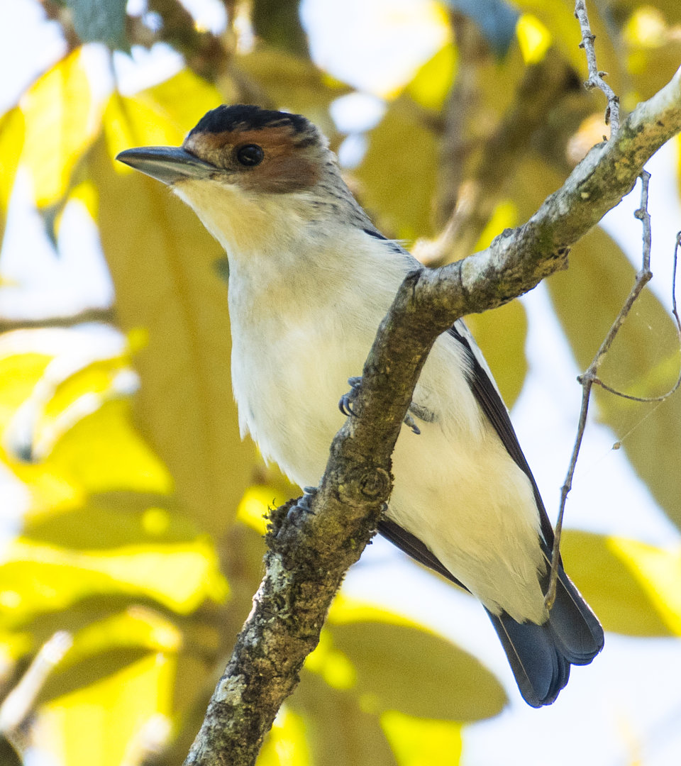 Foto anambé-branco-de-bochecha-parda (Tityra inquisitor) Por Goran ...