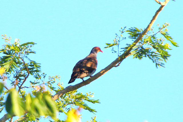 Foto pomba-trocal (Patagioenas speciosa) Por Crys Cônsolo Baricati ...