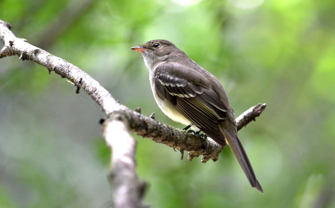 Foto tuque (Elaenia mesoleuca) Por Alexandre Picoli | Wiki Aves - A ...