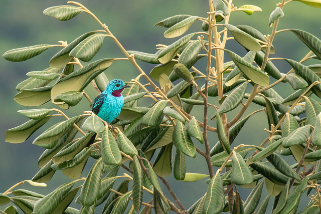 Foto anambé-azul (Cotinga cayana) Por Hiram Pereira | Wiki Aves - A ...