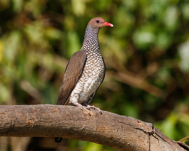 Foto pomba-trocal (Patagioenas speciosa) Por Silvia Faustino Linhares ...