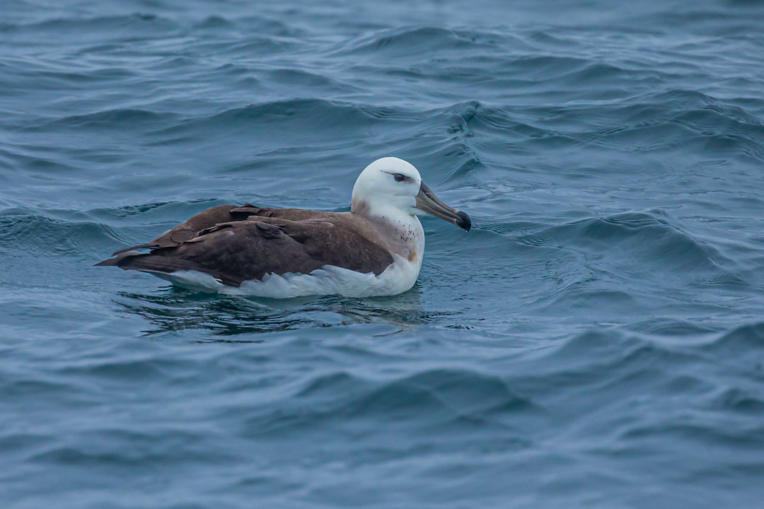 Foto albatroz-de-sobrancelha (Thalassarche melanophris) Por Adriano ...