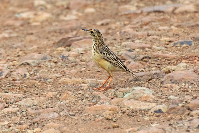 Foto caminheiro-zumbidor (Anthus chii) Por Thiago Martins | Wiki Aves ...