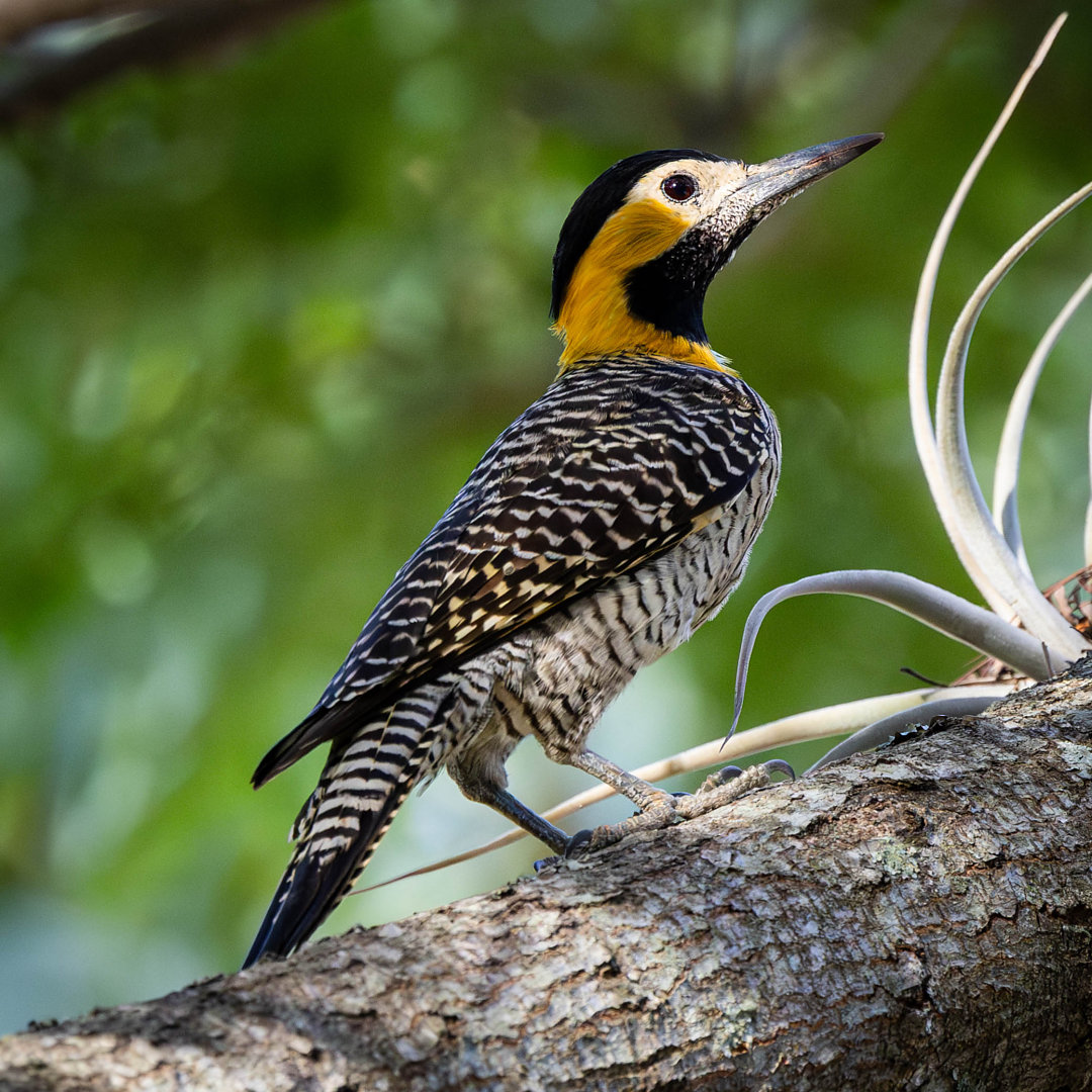 Foto pica-pau-do-campo (Colaptes campestris) Por Rodrigo de Almeida ...
