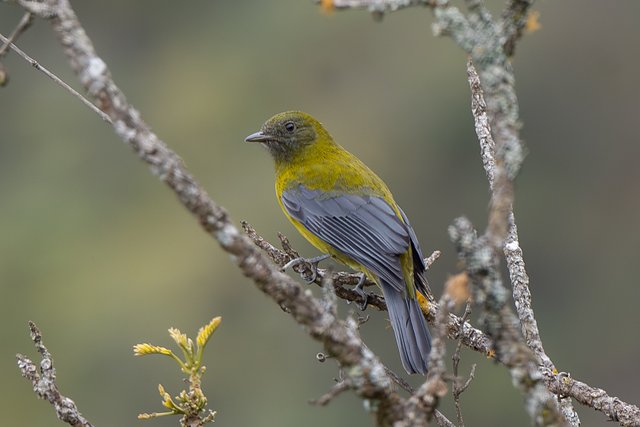 Foto saudade-de-asa-cinza (Lipaugus conditus) Por Renan Betzel | Wiki ...