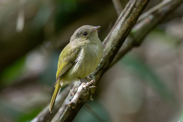 Foto fruxu (Neopelma chrysolophum) Por Renan Betzel | Wiki Aves - A ...