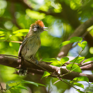choca-da-bolívia (Thamnophilus sticturus) | WikiAves - A Enciclopédia ...