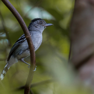 choca-da-bolívia (Thamnophilus sticturus) | WikiAves - A Enciclopédia ...