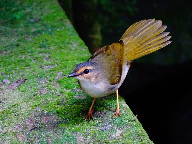 pula-pula-da-guiana (Myiothlypis mesoleuca) | WikiAves - A Enciclopédia ...