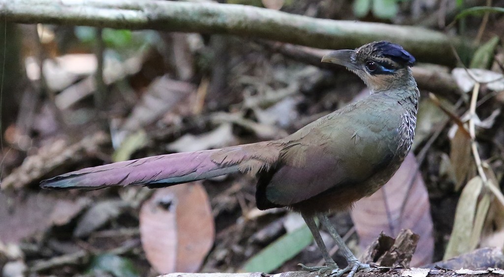 Foto jacu-estalo-escamoso (Neomorphus squamiger) Por Jorge Lopes 2 ...