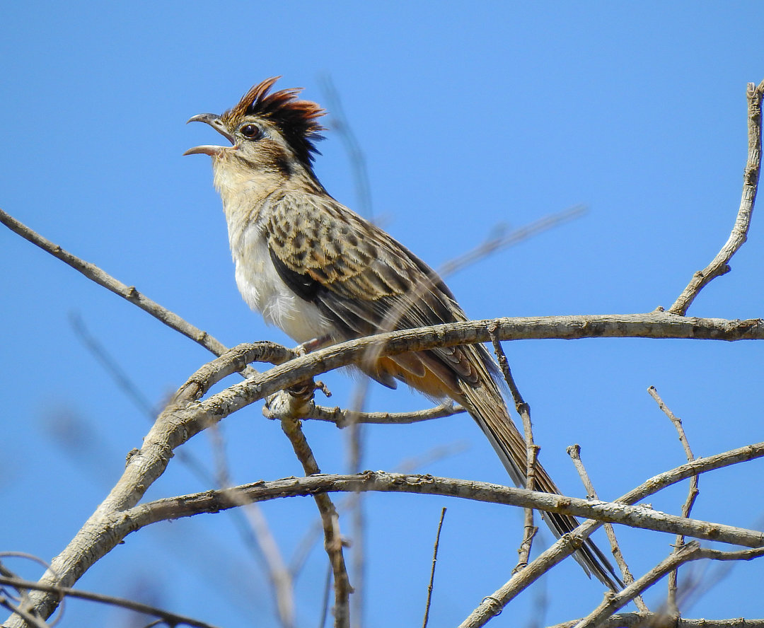 Foto saci (Tapera naevia) Por Lawrence Rabelo De Almeida | Wiki Aves ...