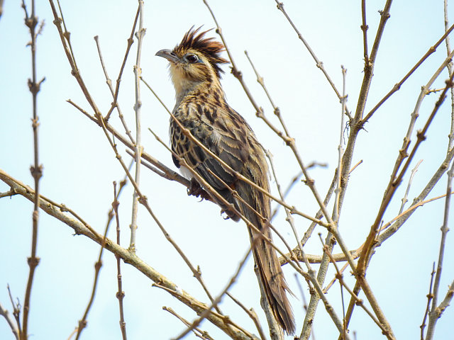 Foto saci (Tapera naevia) Por Lawrence Rabelo De Almeida | Wiki Aves ...