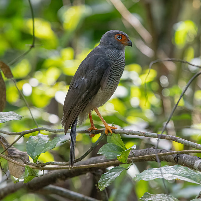 Foto falcão-mateiro (Micrastur gilvicollis) Por Fabyano Costa | Wiki ...