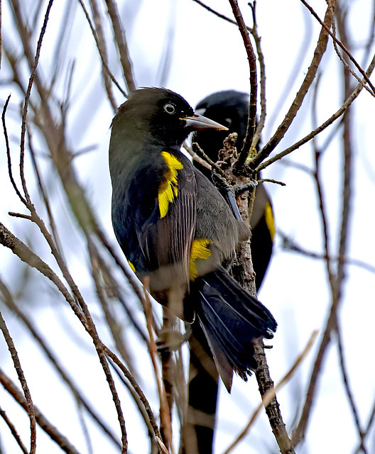 Foto tecelão (Cacicus chrysopterus) Por João P. Santos | Wiki Aves - A ...