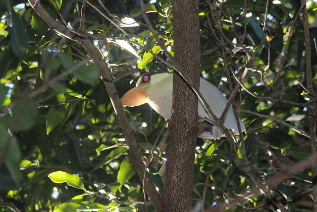 Foto arapapá (Cochlearius cochlearius) Por Thiago Farias | Wiki Aves ...