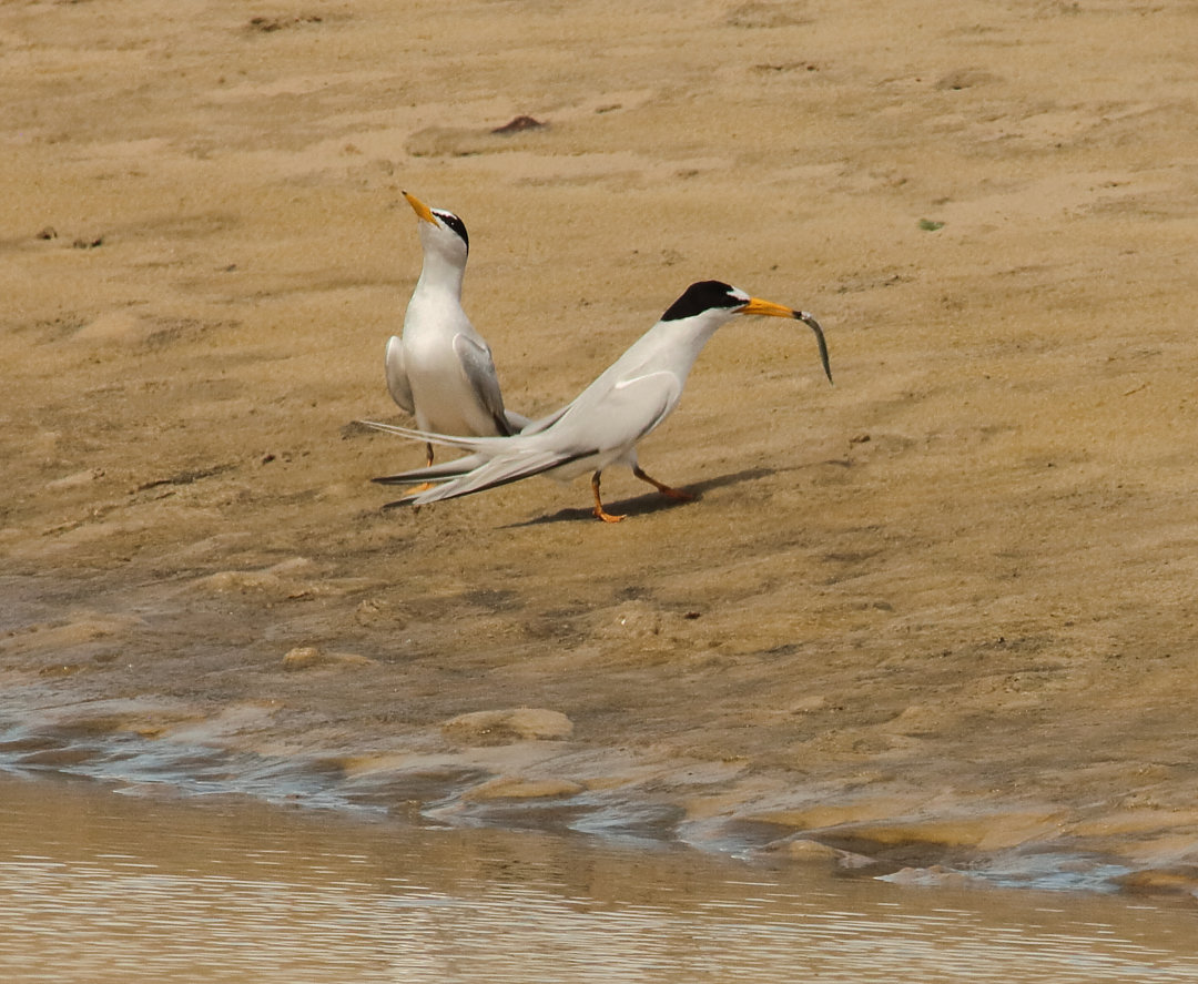 Foto trinta-réis-miúdo (Sternula antillarum) Por Ivo Zecchin | Wiki ...
