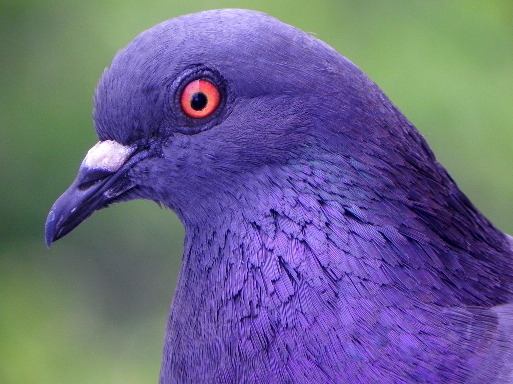 Foto pombo-doméstico (Columba livia) Por Felipe Memura | Wiki Aves - A ...