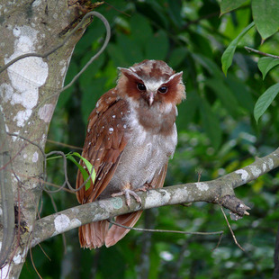 Strigidae | WikiAves - A Enciclopédia das Aves do Brasil