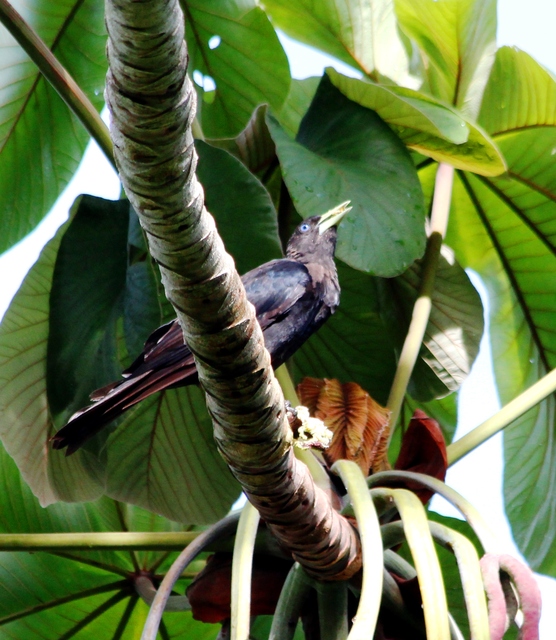 Foto guaxe (Cacicus haemorrhous) Por Claudinei Gonçalves | Wiki Aves ...