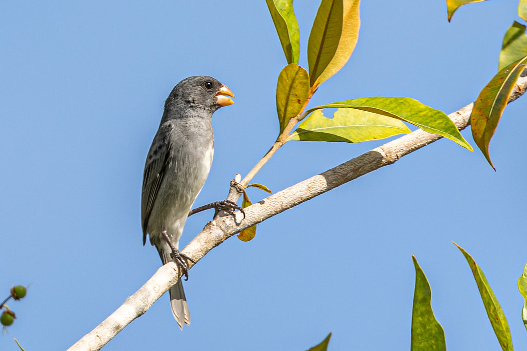 Foto papa-capim-cinza (Sporophila intermedia) Por Paulo Fernando ...