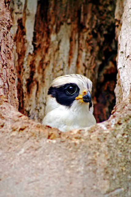 acauã (Herpetotheres cachinnans) | WikiAves - A Enciclopédia das Aves ...