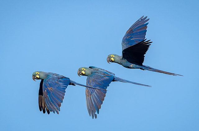 Foto arara-azul-de-lear (Anodorhynchus leari) Por Luiz Kagiyama | Wiki ...