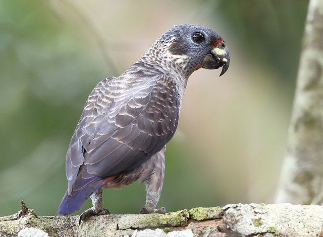 maitaca-roxa (Pionus fuscus) | WikiAves - A Enciclopédia das Aves do Brasil