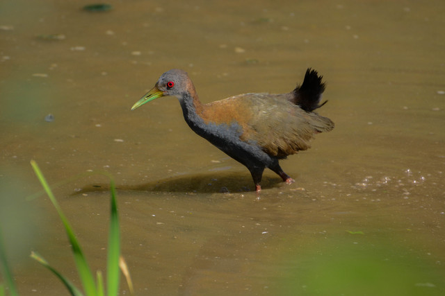 Foto saracura-do-mato (Aramides saracura) Por Jean Jr Barcik | Wiki ...