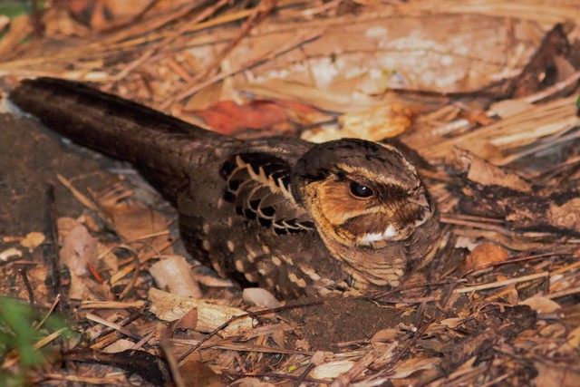 Foto bacurau (Nyctidromus albicollis) Por Jorge Correia Neto | Wiki ...