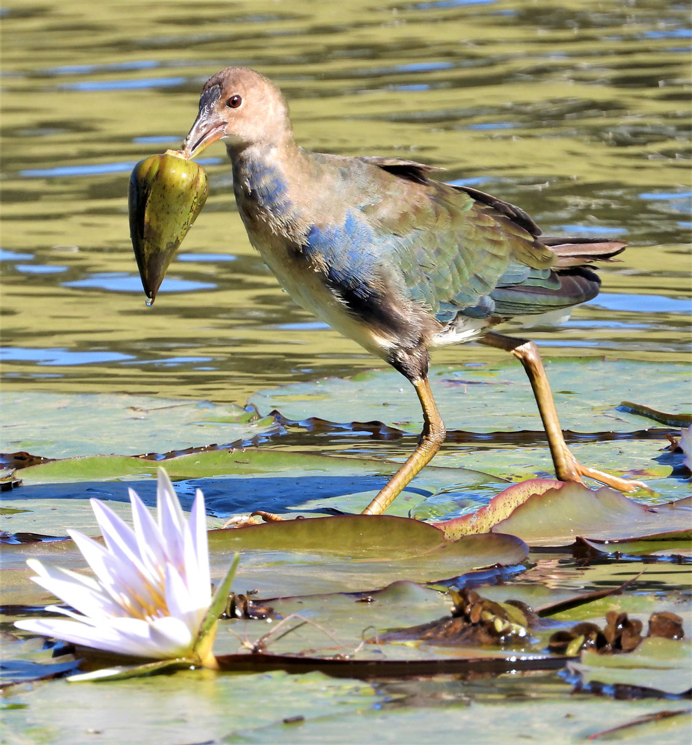 Foto frango-d'água-azul (Porphyrio martinica) Por Tercio Melo | Wiki ...
